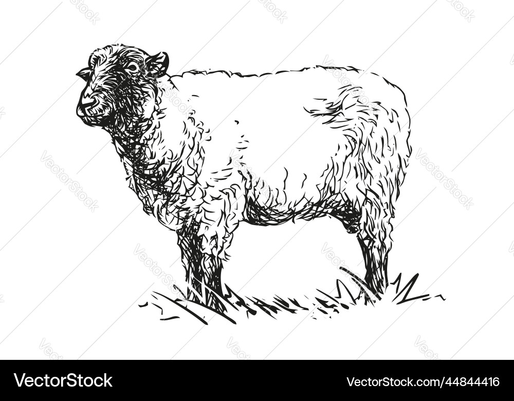 Sheep - farm animal hand drawn Royalty Free Vector Image