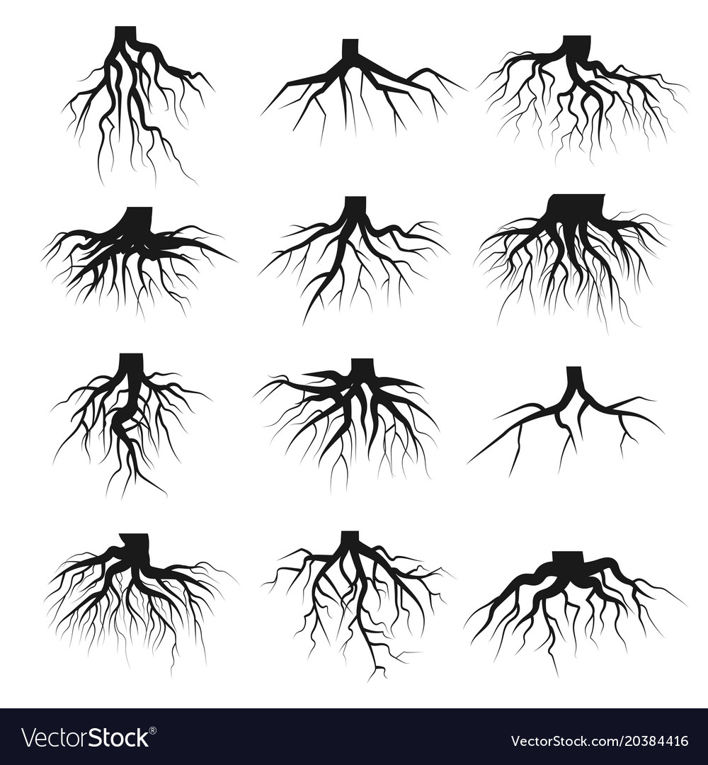 Tree roots set Royalty Free Vector Image - VectorStock