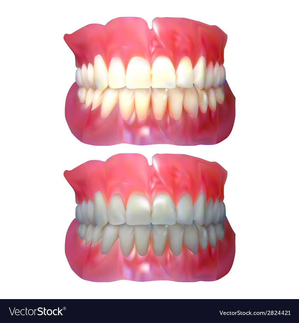 Jaw tooth Royalty Free Vector Image - VectorStock