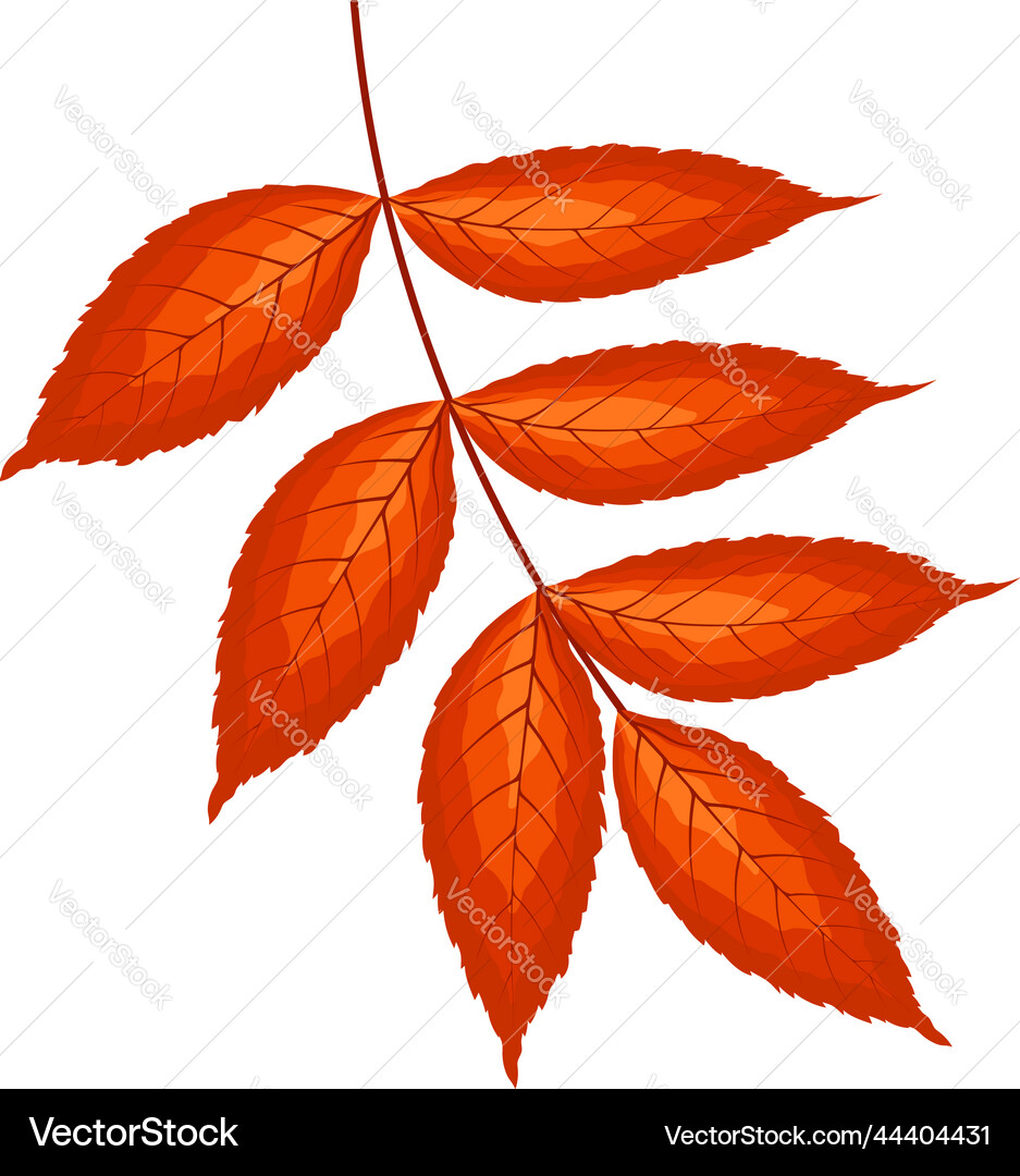 Ash-tree leaf Royalty Free Vector Image - VectorStock