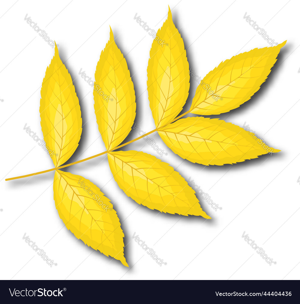 Ash-tree leaf Royalty Free Vector Image - VectorStock