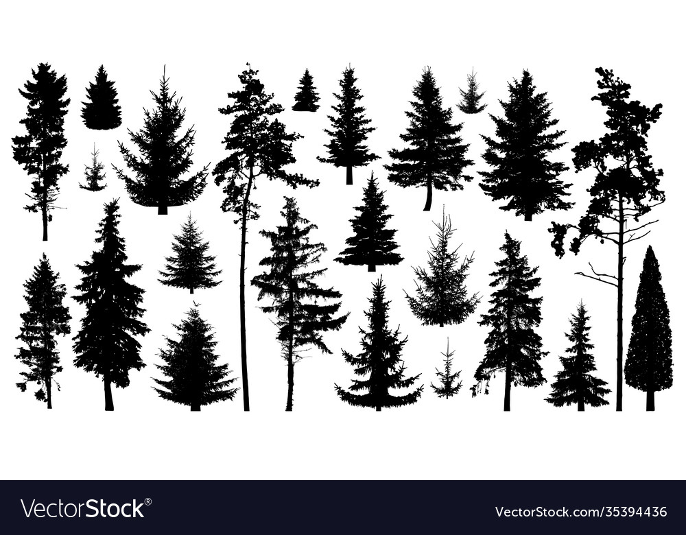 Silhouette pine trees set forest Royalty Free Vector Image