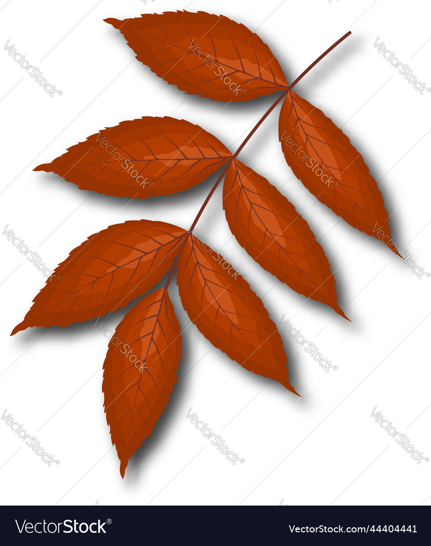 Ash-tree leaf Royalty Free Vector Image - VectorStock
