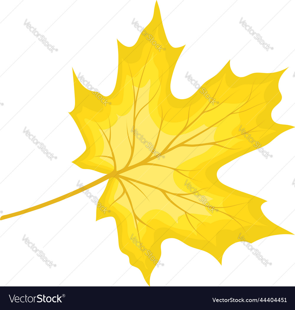 Maple fall leaf Royalty Free Vector Image - VectorStock