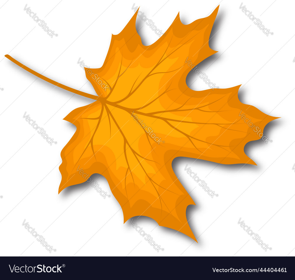 Maple fall leaf Royalty Free Vector Image - VectorStock