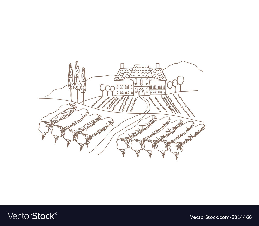 Vineyard Royalty Free Vector Image - VectorStock