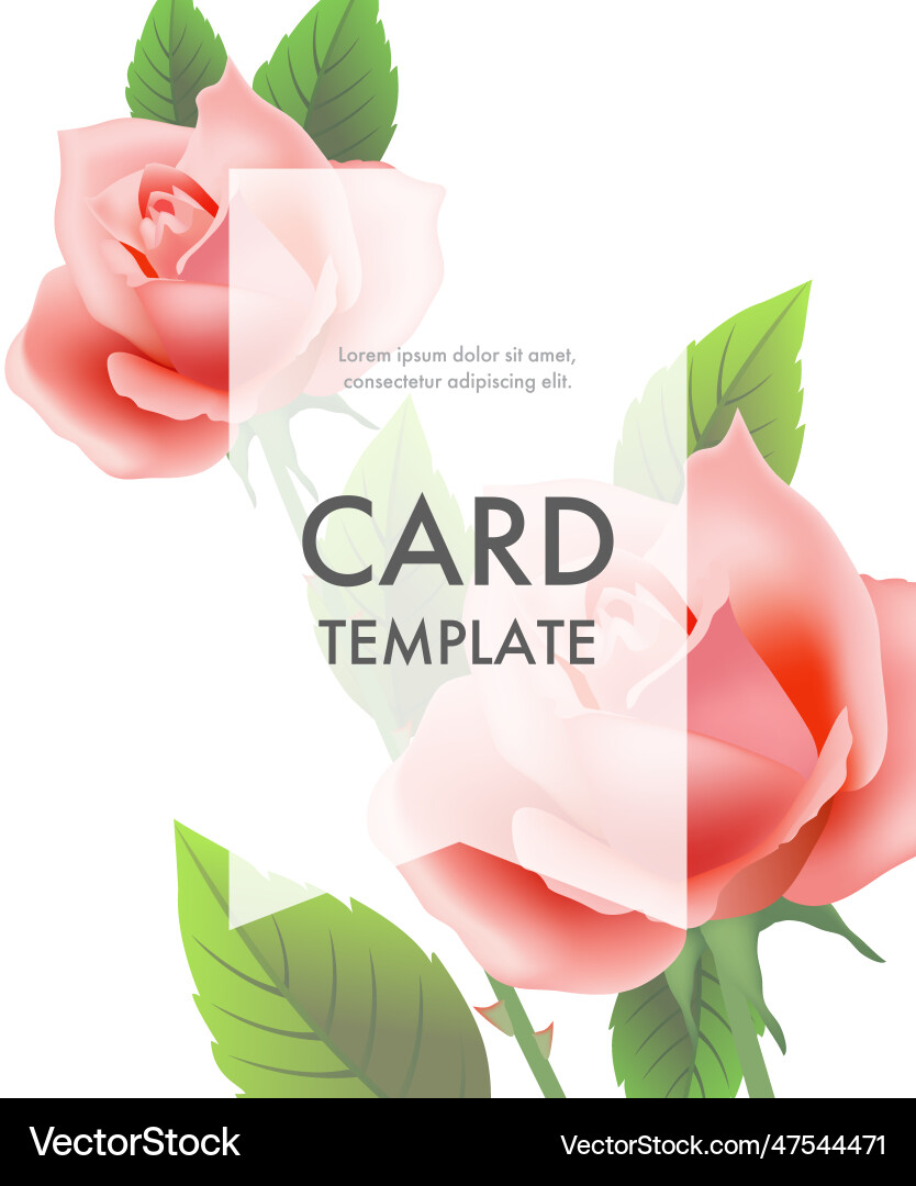 Greeting card template with pink roses Royalty Free Vector