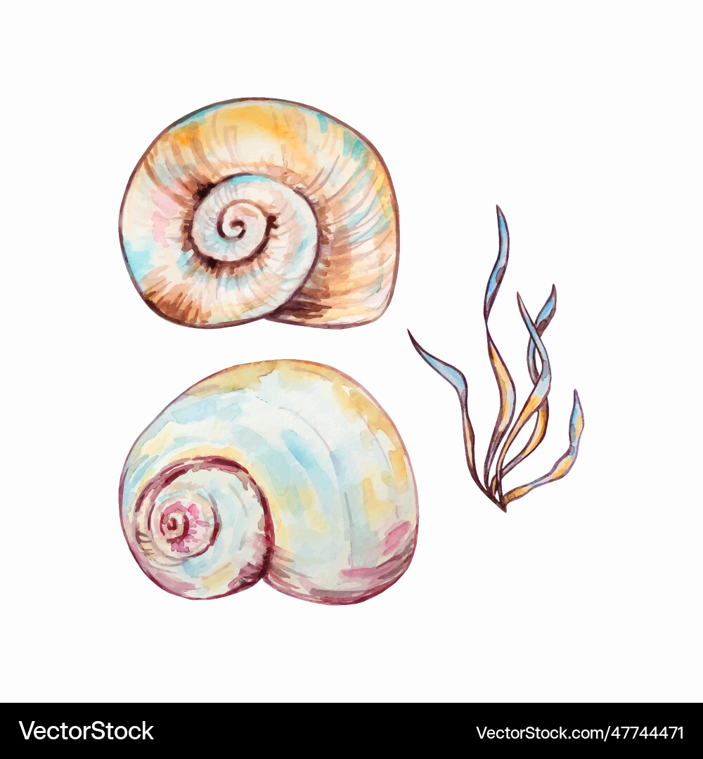 Watercolor colorful seashells hand drawn Vector Image