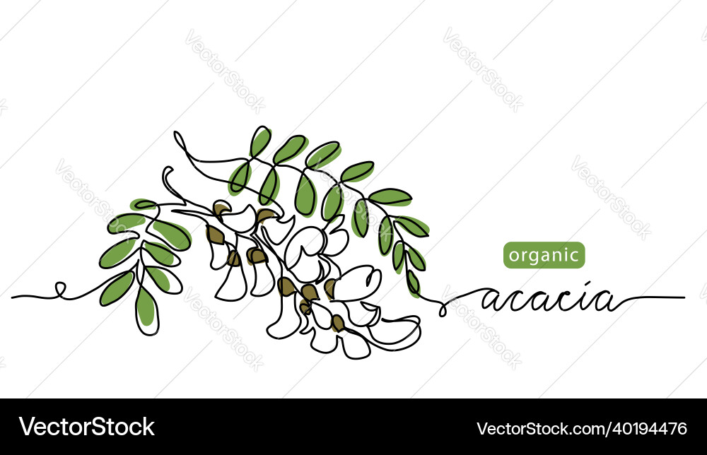 Acacia blossom drawn sketch color Royalty Free Vector Image