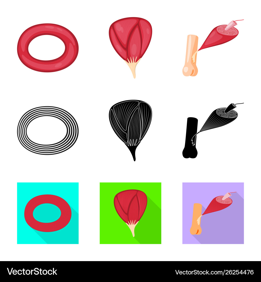 Isolated object fiber and muscular icon set Vector Image