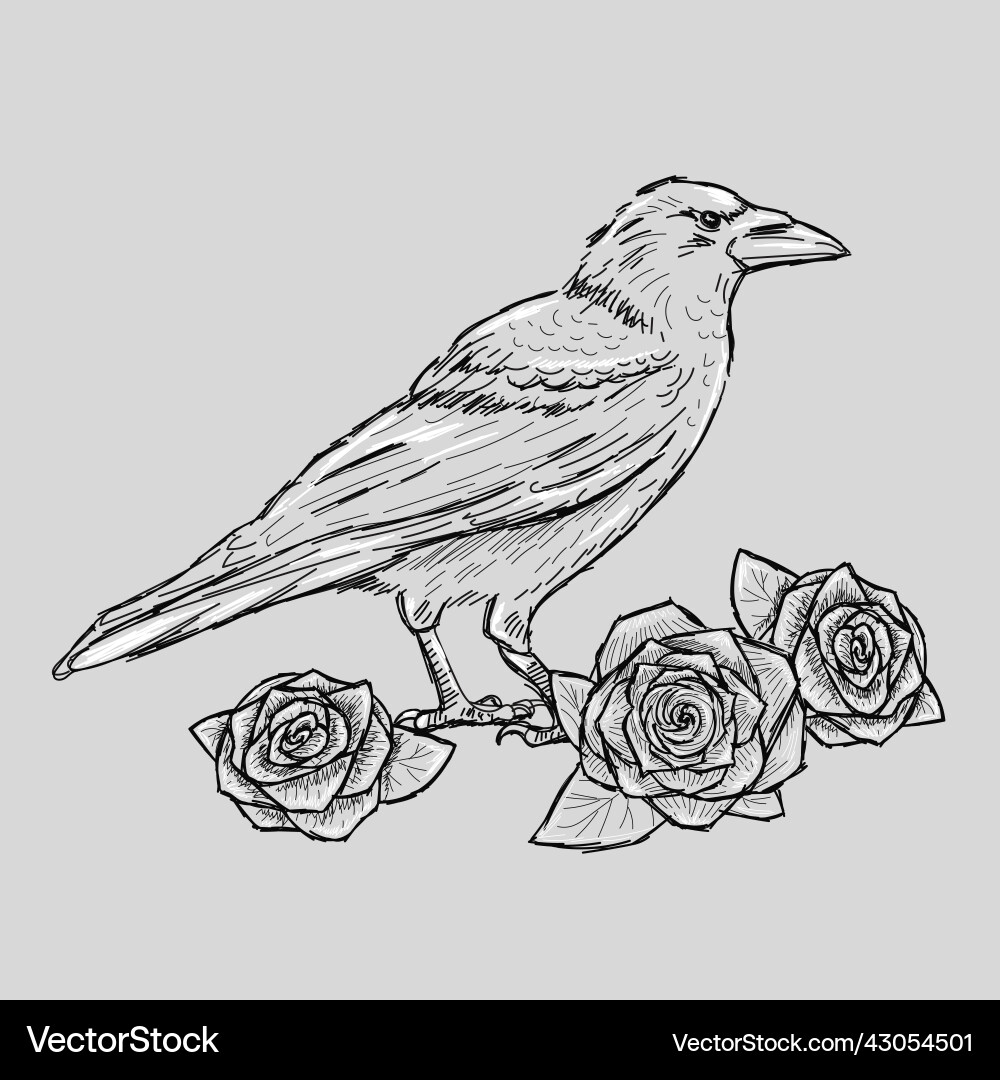 Hand drawn crow with roses tattoo sketch Vector Image