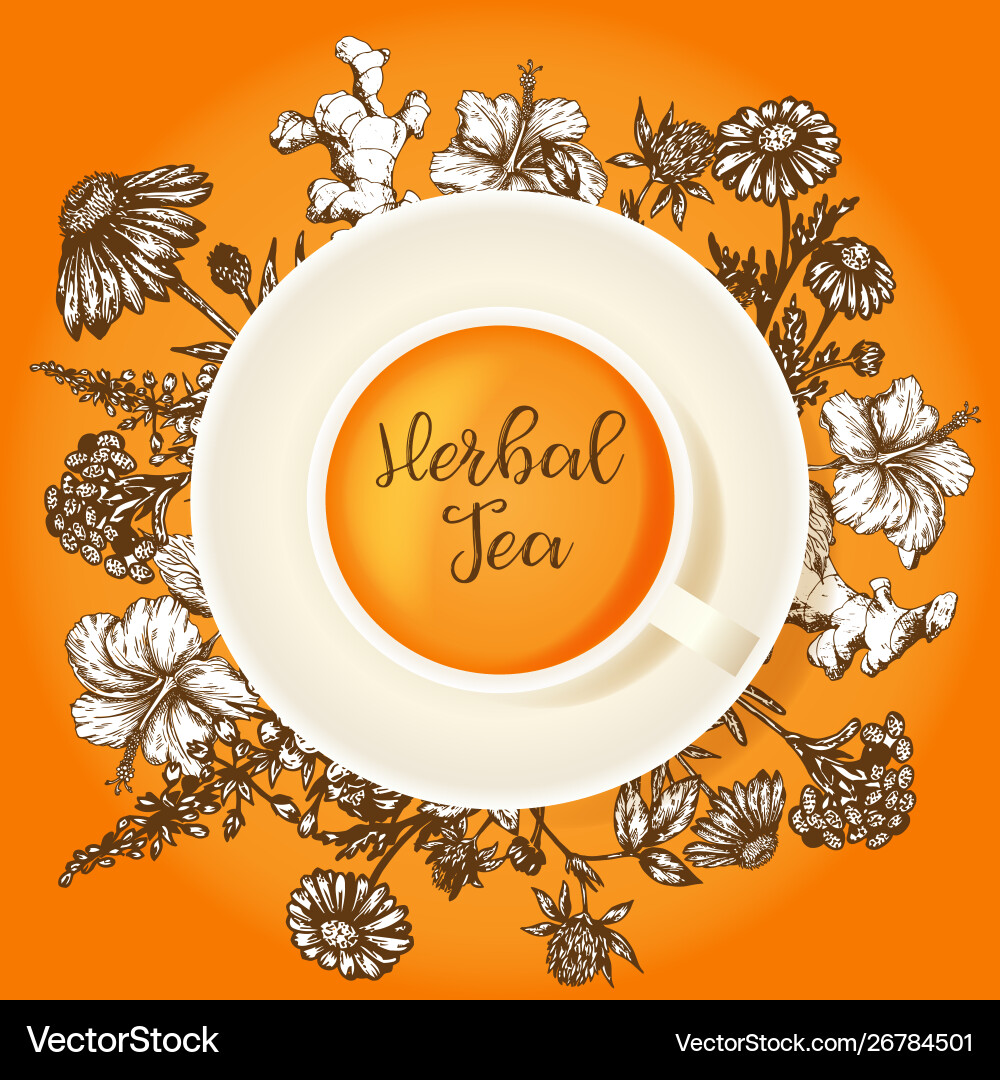 Herbal tea package design organic herbs and wild Vector Image