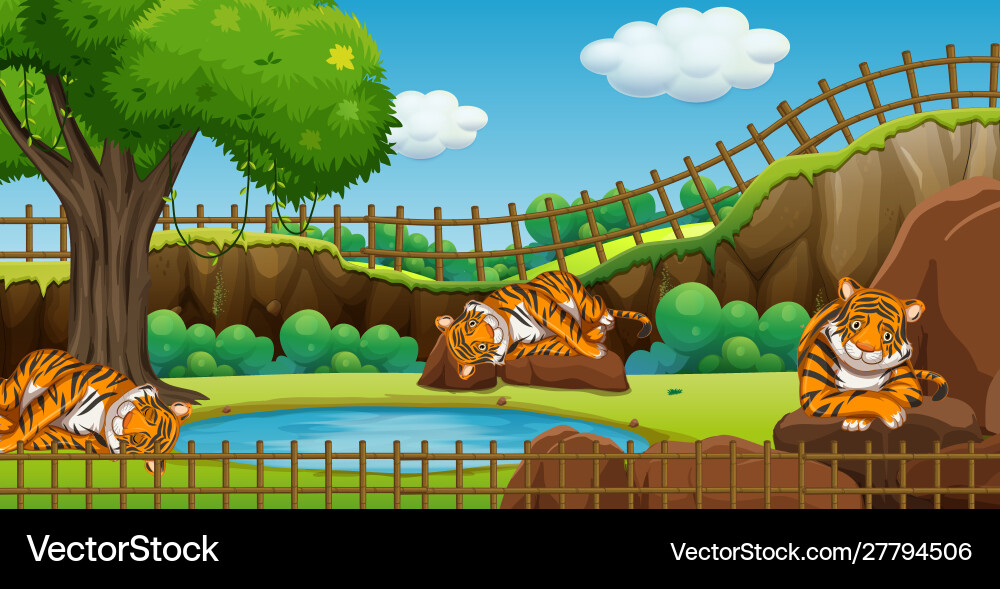 Scene with three tigers in zoo Royalty Free Vector Image