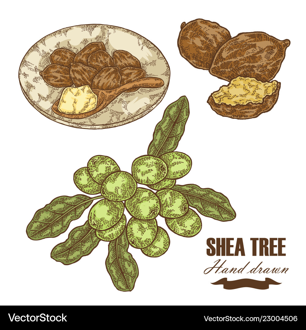 Shea tree branch nuts and shea butter isolated on Vector Image
