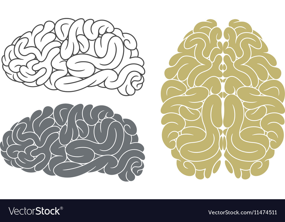 Brain head mind Royalty Free Vector Image - VectorStock