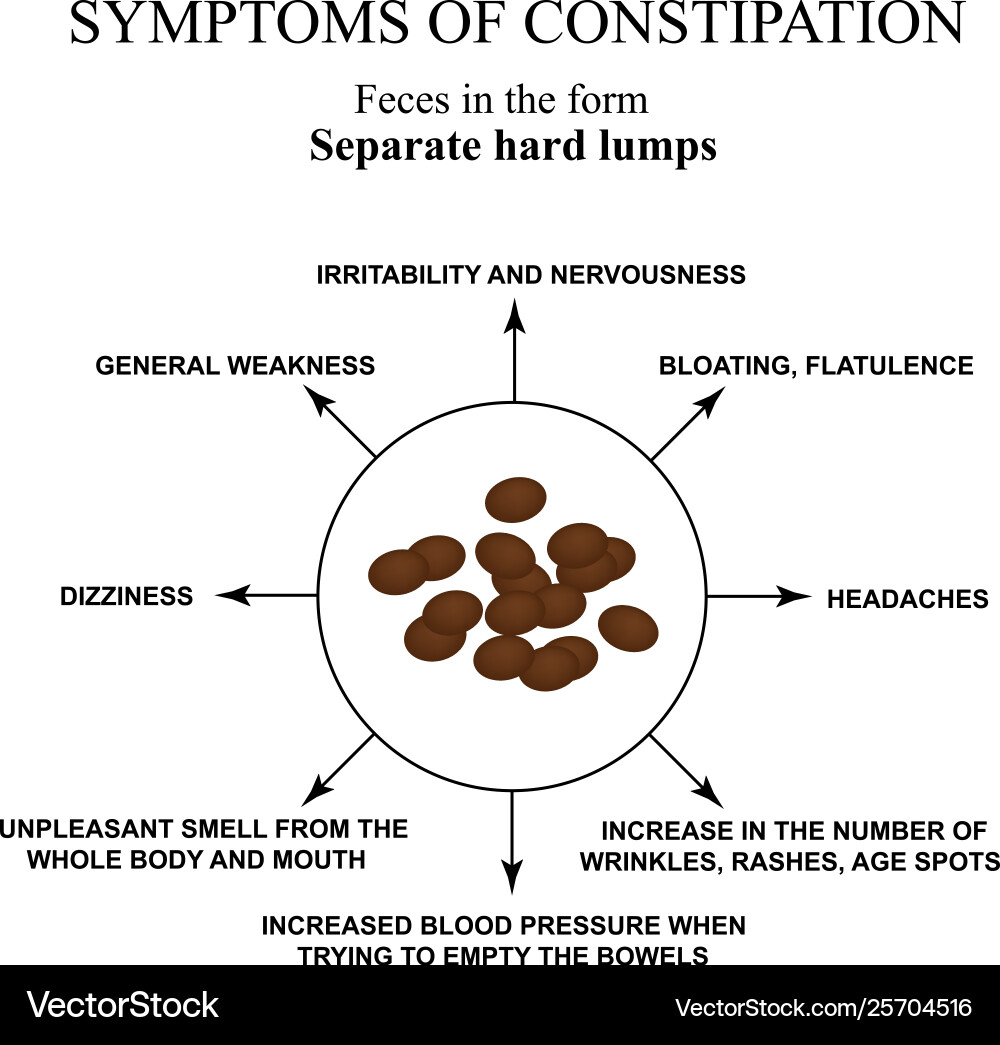 Symptoms constipation sheep feces infographics Vector Image