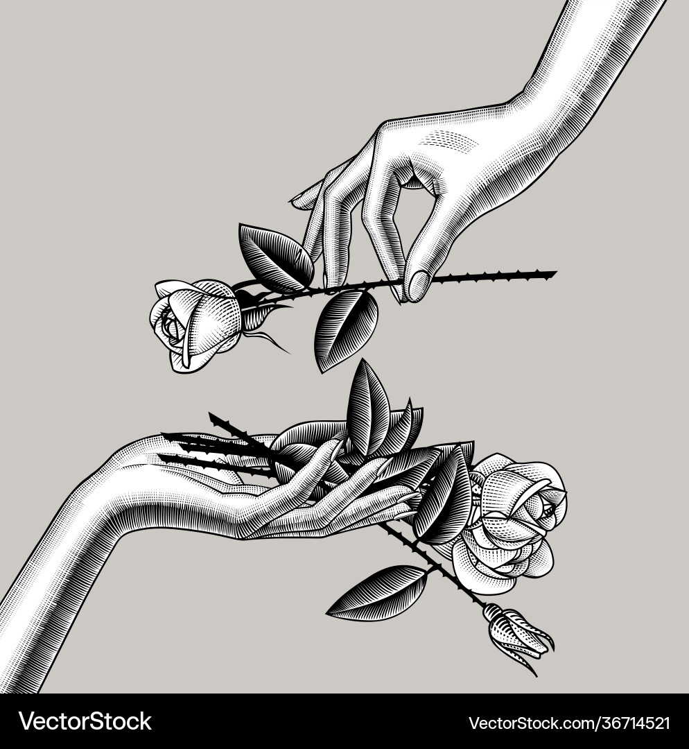 Female hand give a white roses into other Vector Image