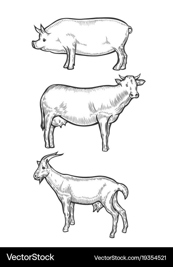 Pig farm animal livestock Royalty Free Vector Image