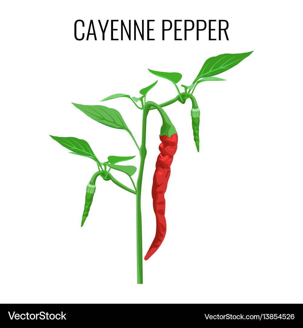 Cayenne pepper pod on green stem with leaves Vector Image
