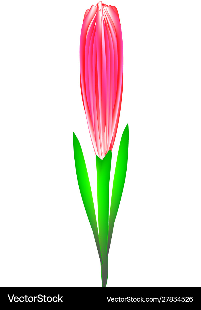 Pink tulip beautiful flower Royalty Free Vector Image