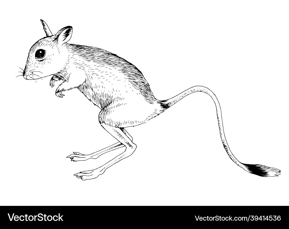Hand drawn of egyptian jerboa Royalty Free Vector Image