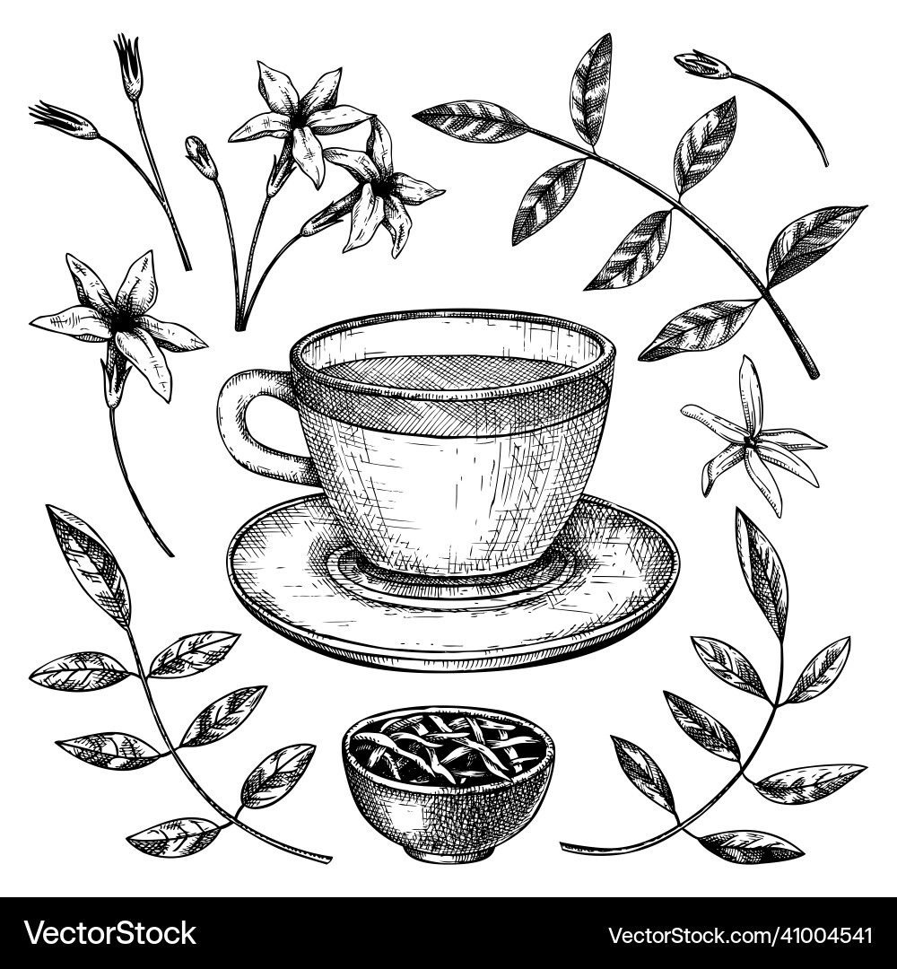 Hand-sketched jasmine tea in a glass mug s Vector Image