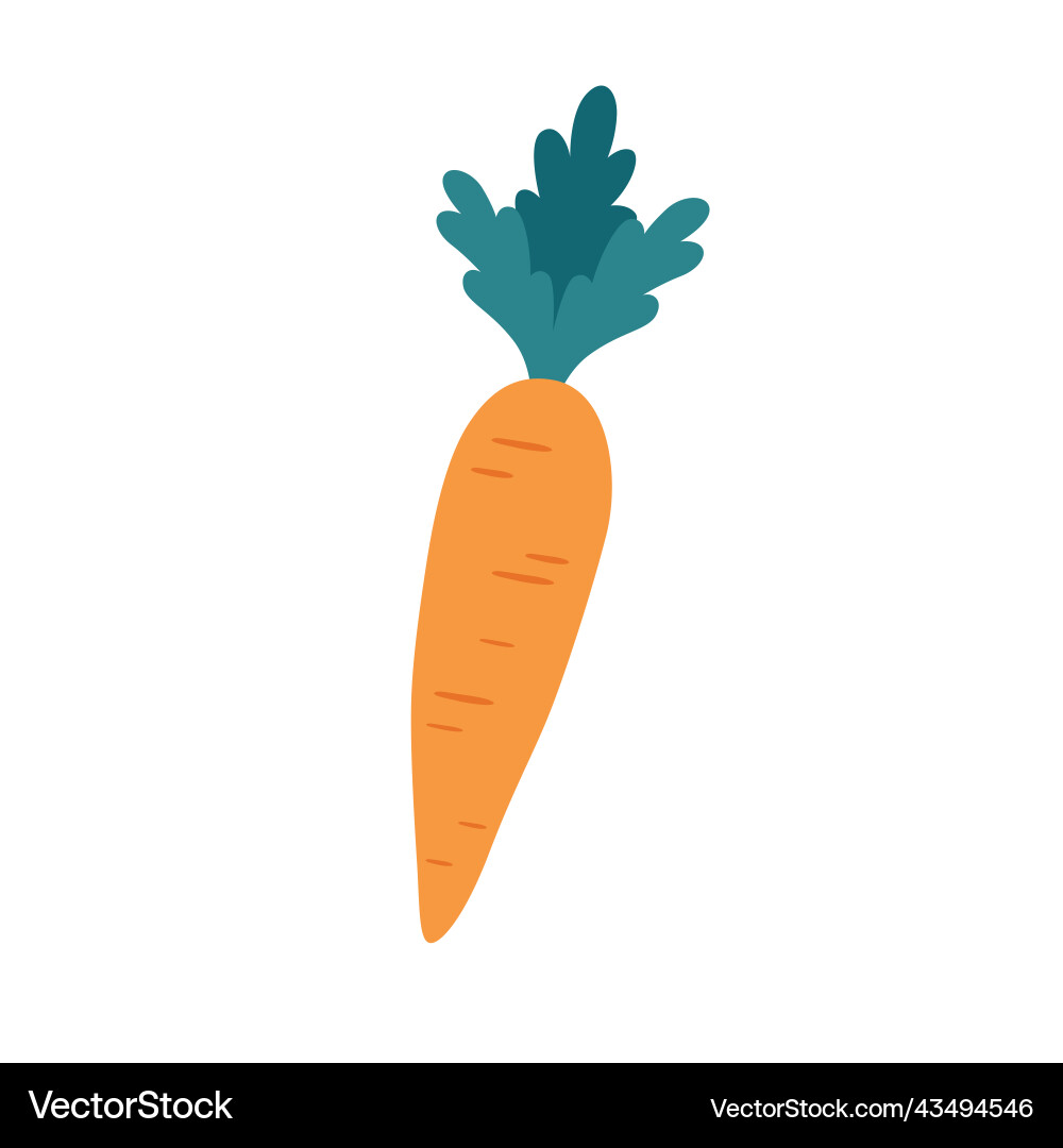 Carrot vegetable summer and autumn harvest Vector Image