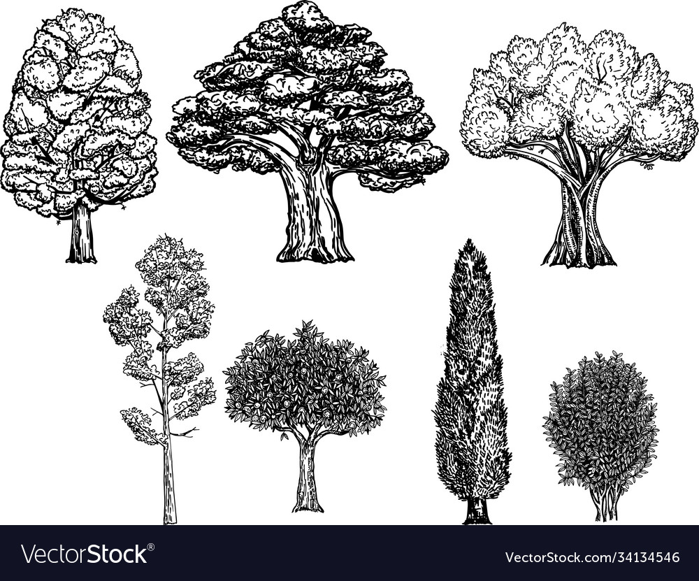 Collection different kinds trees Royalty Free Vector Image Collection different kinds trees Royalty Free Vector Image