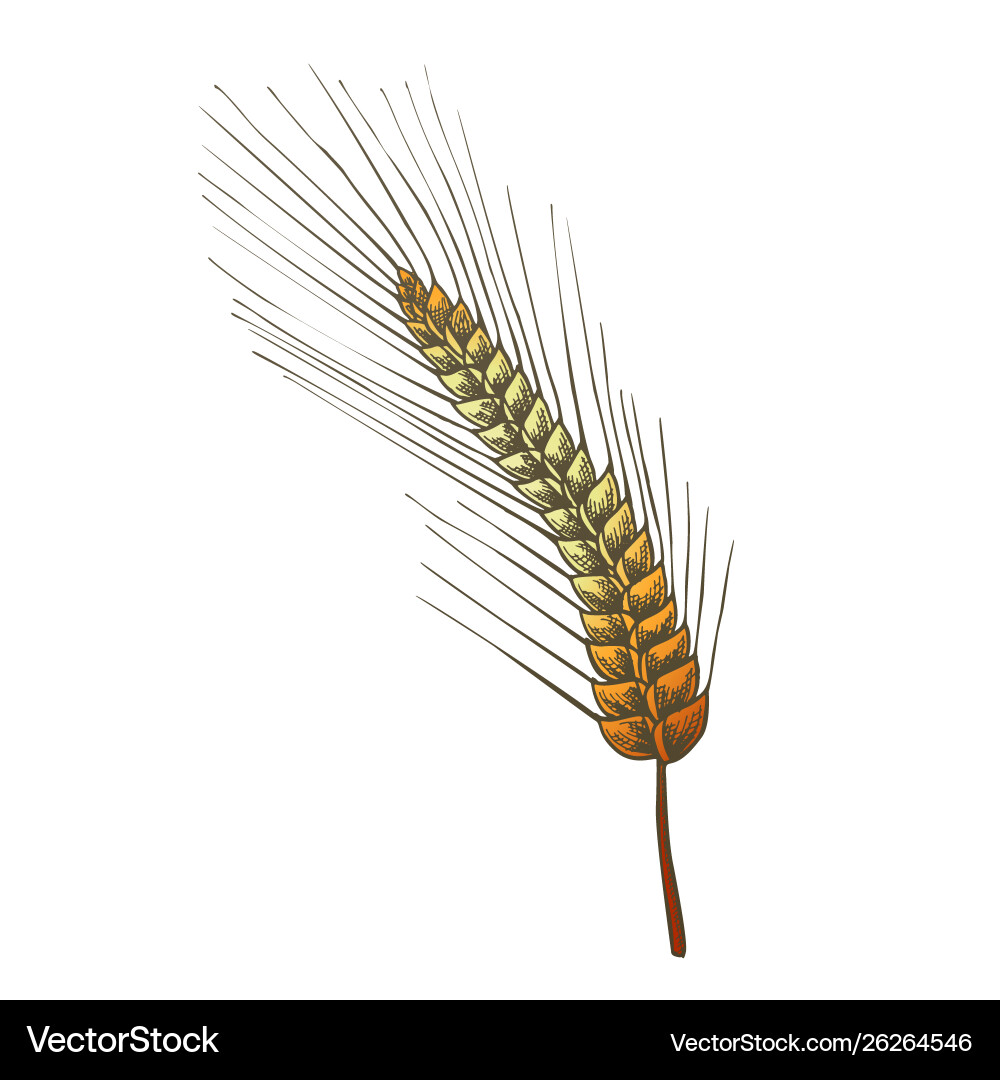 Color designed agriculture grain barley spike Vector Image
