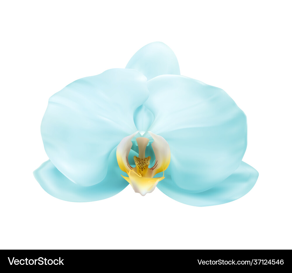 Realistic 3d blue orchid flower isolated on white Vector Image