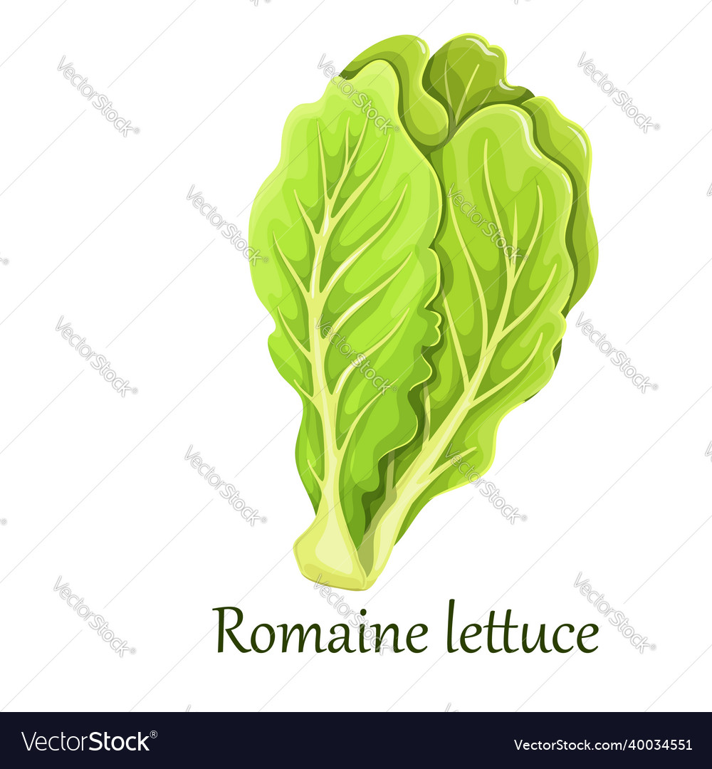 Romaine salad lettuce plant Royalty Free Vector Image