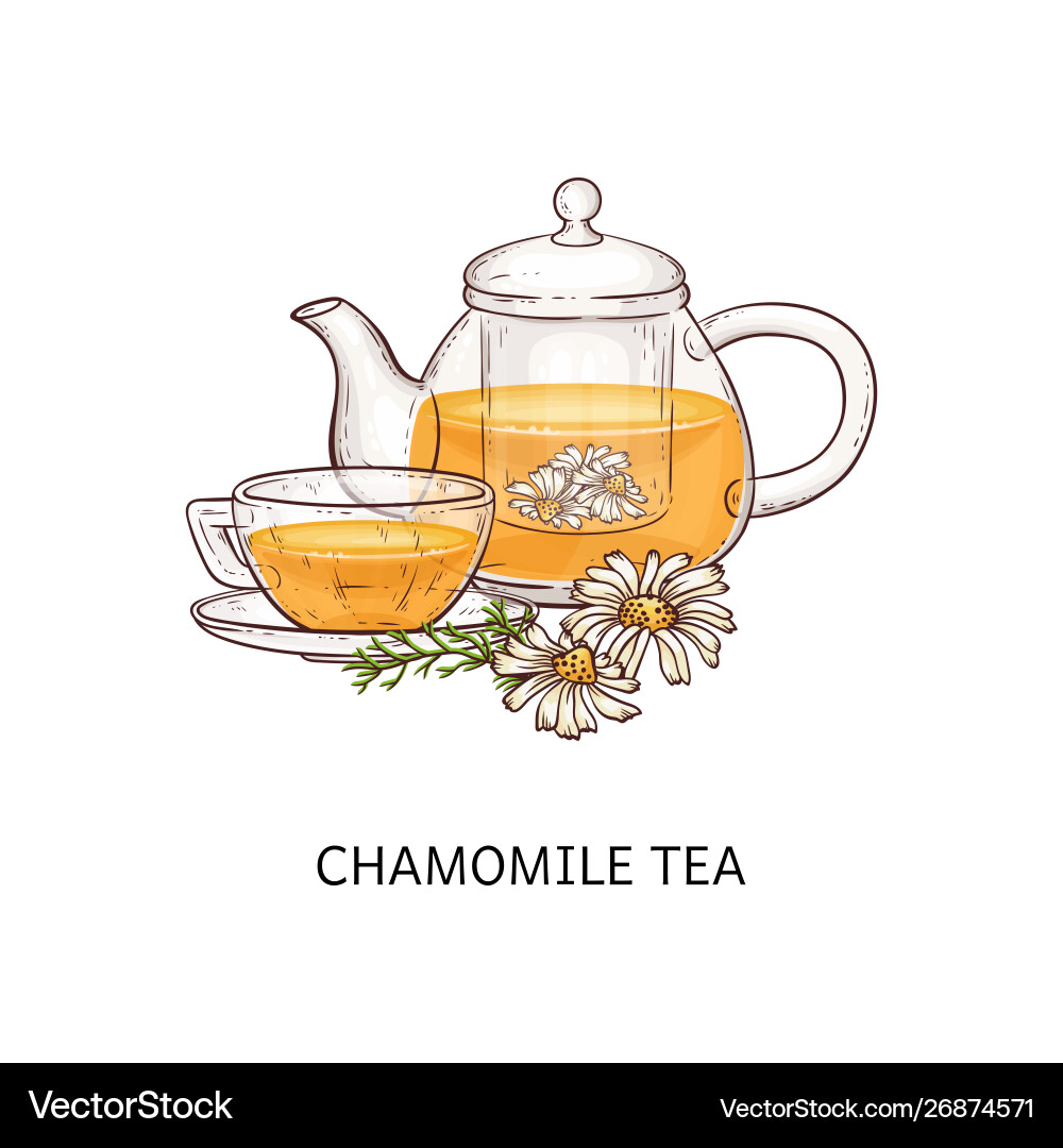 Chamomile tea in teapot and cup with flowers Vector Image