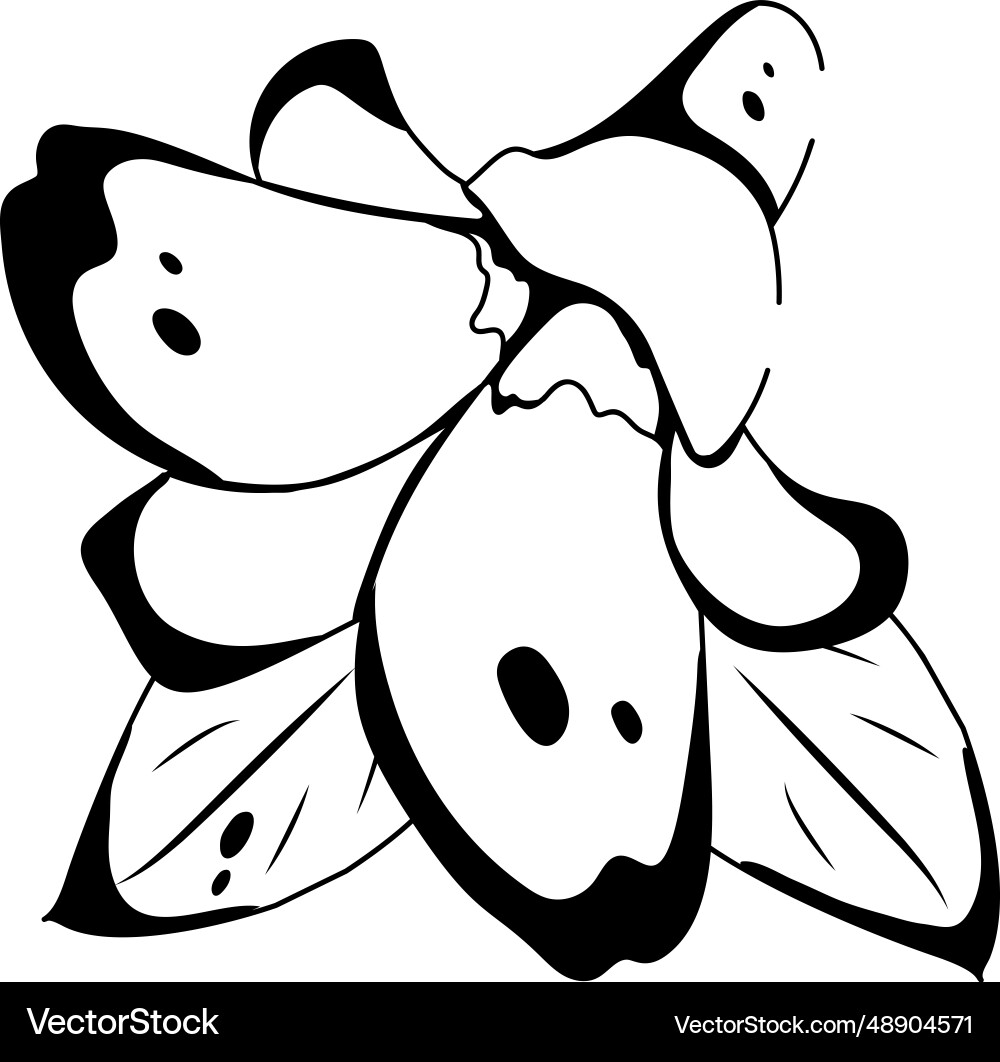 Lilium regale Royalty Free Vector Image - VectorStock