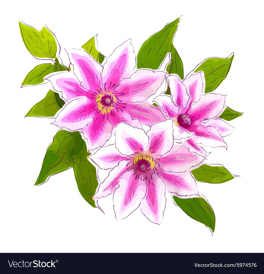 Clematis Royalty Free Vector Image - VectorStock
