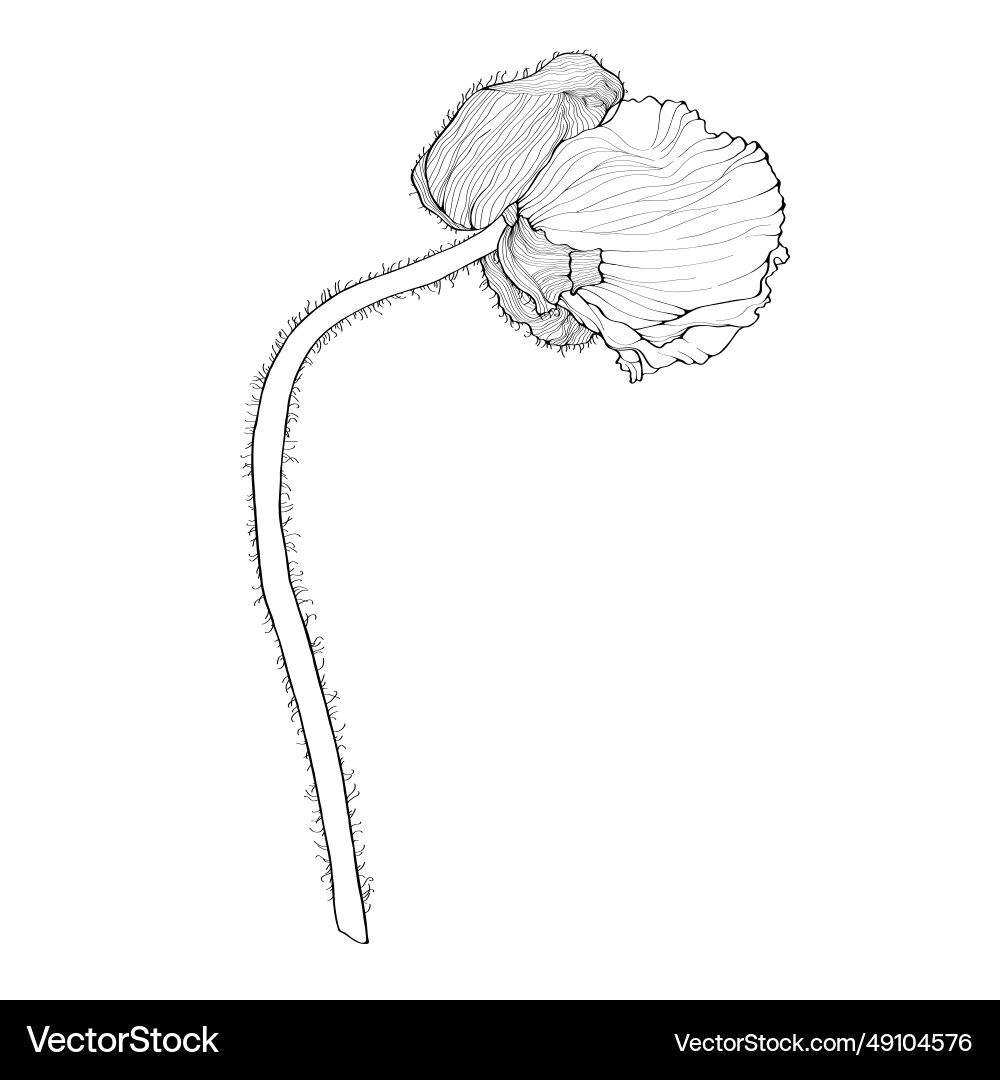 Line art poppies flower bud Royalty Free Vector Image