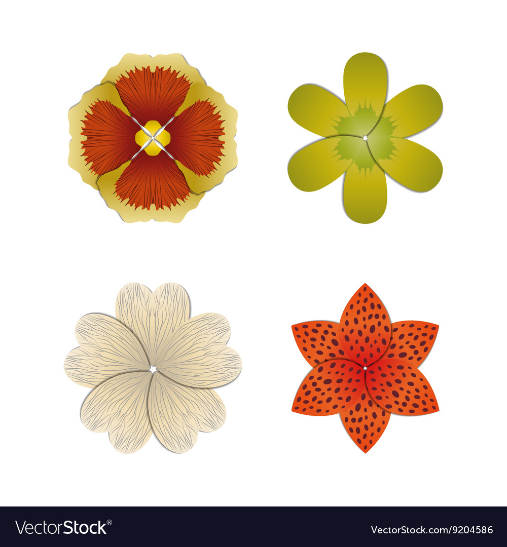 Flower bud set Royalty Free Vector Image - VectorStock