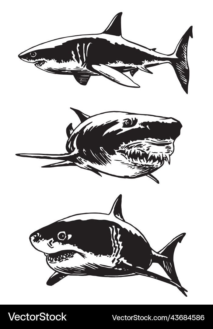 Graphical collection of sharks isolated on white Vector Image