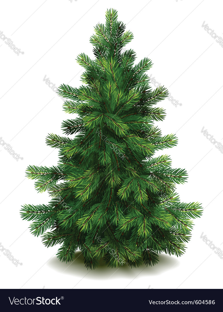 Pine tree Royalty Free Vector Image - VectorStock