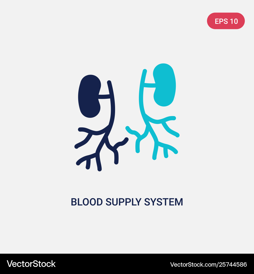 Two color blood supply system icon from human Vector Image
