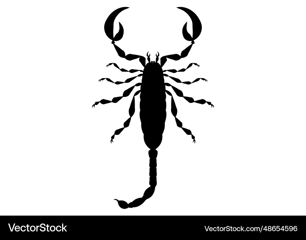 Black and white scorpion clipart isolated Vector Image