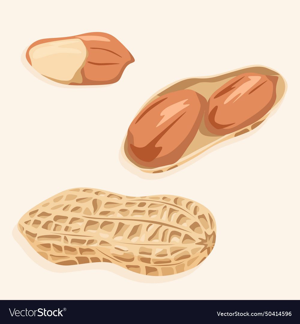 Peanuts in shell and without it Royalty Free Vector Image