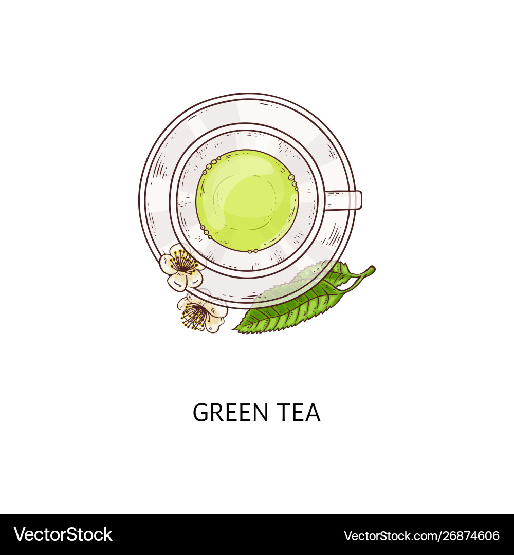 Green tea drawing - top view a glass cup Vector Image