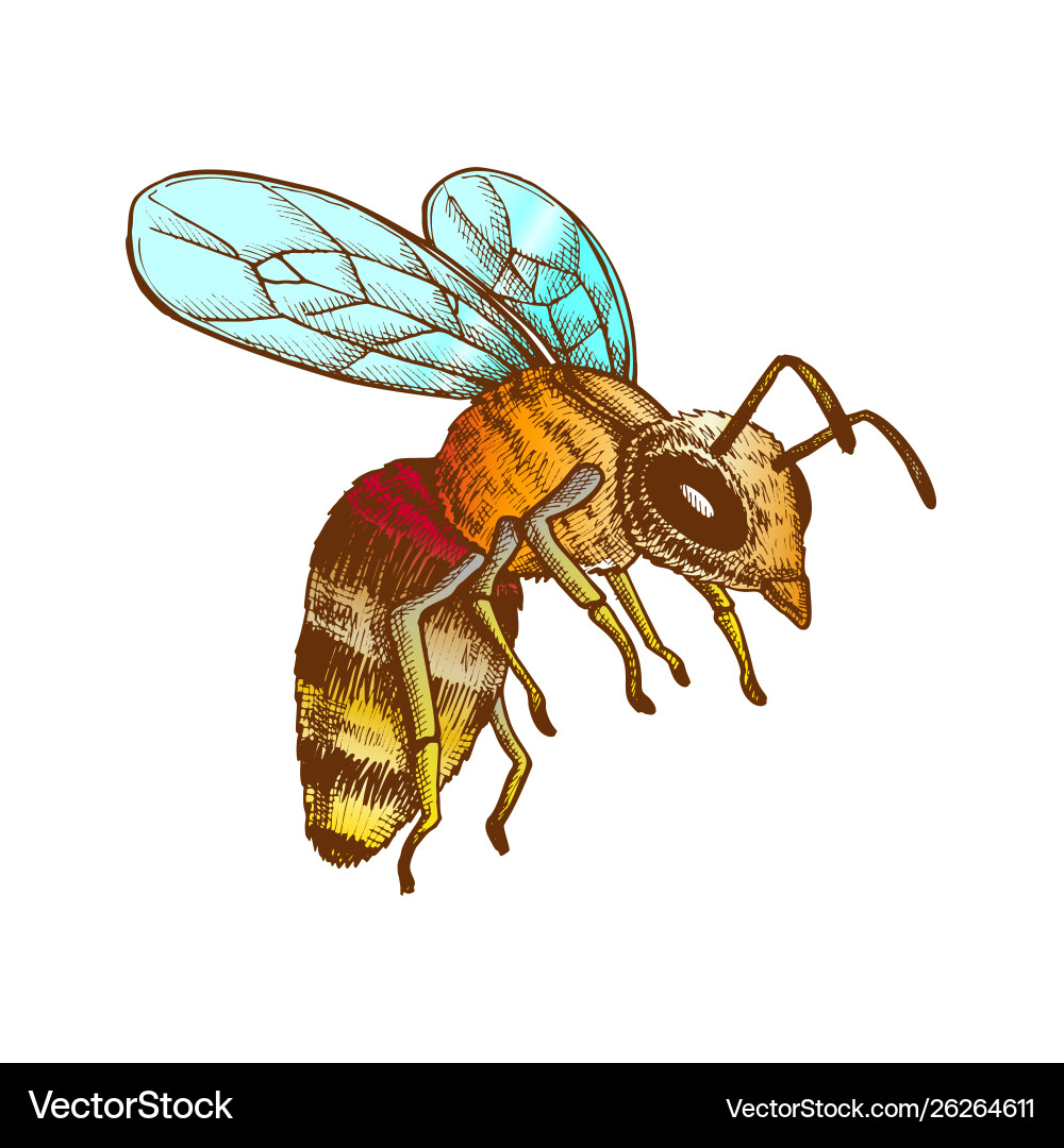 Color flying honey bee insect gathering nectar Vector Image