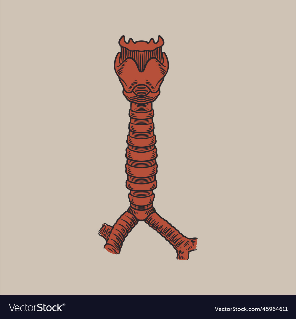 Front view of cartilages larynx trachea Royalty Free Vector