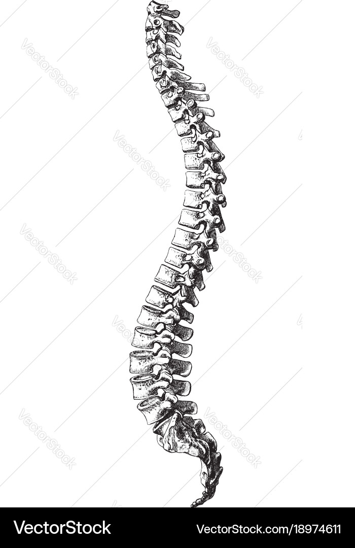 Side view of vertebral column vintage Royalty Free Vector