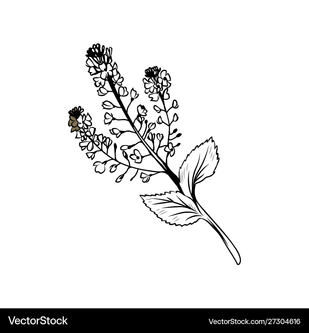 Buckwheat flower black ink sketch Royalty Free Vector Image