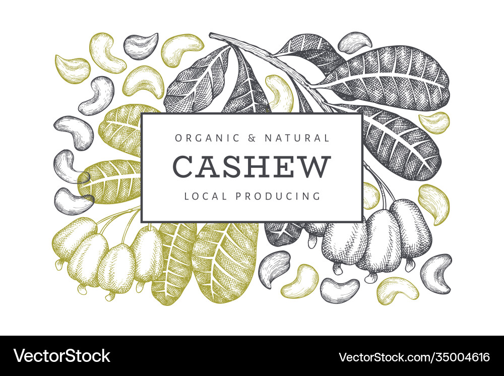 Hand drawn sketch cashew design template organic Vector Image