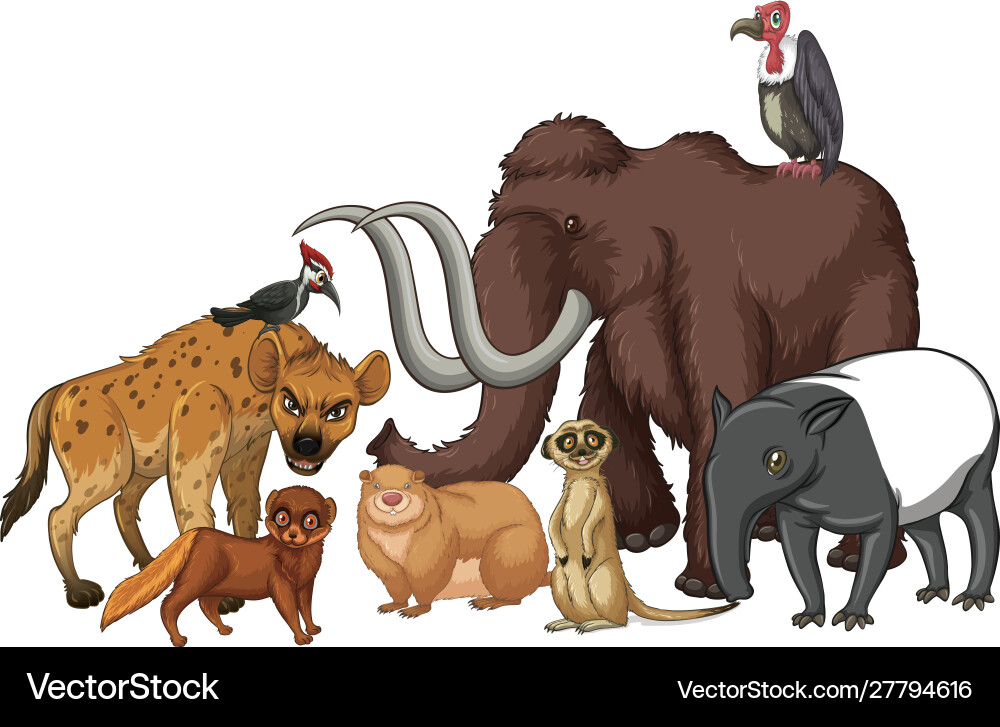Isolated picture many wild animals Royalty Free Vector Image
