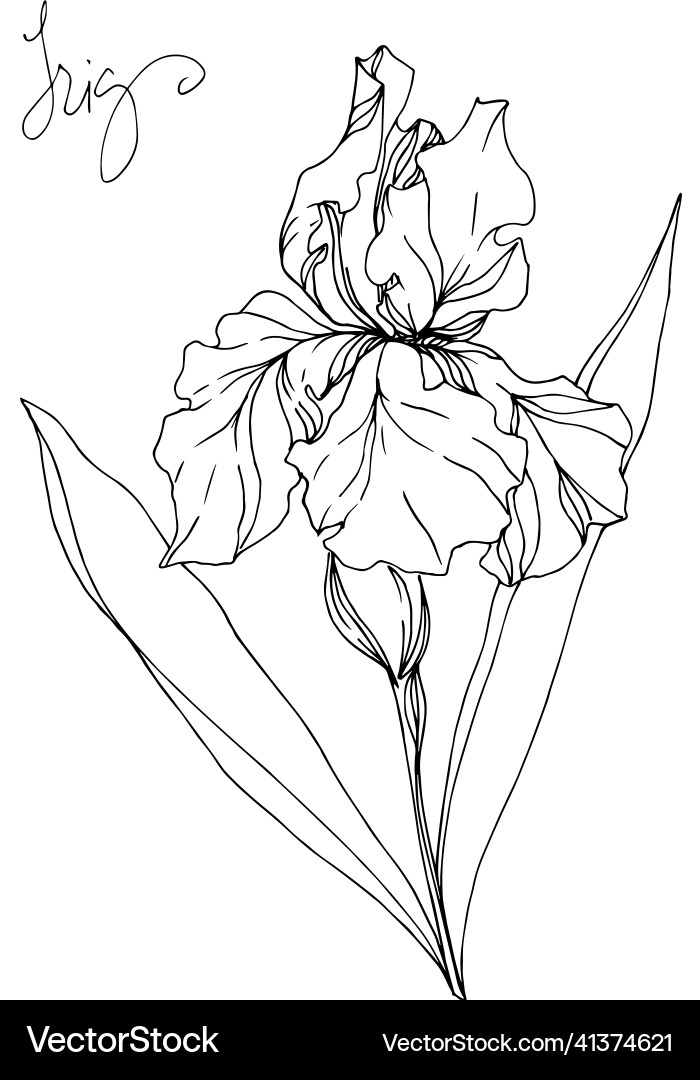 Iris floral botanical flowers black and white Vector Image
