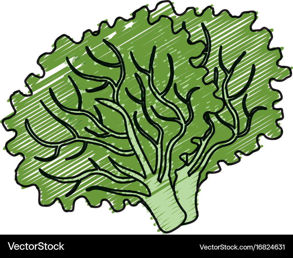 Lettuce fresh isolated icon Royalty Free Vector Image